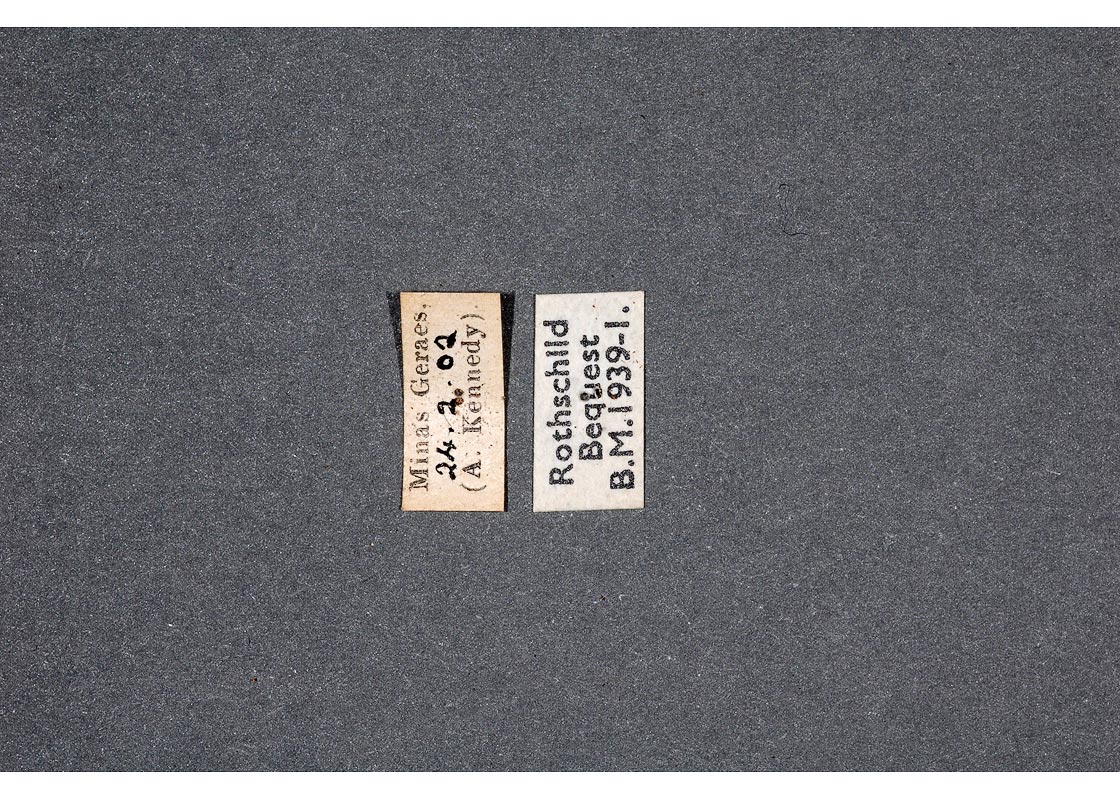 Mnaseas d. derasa (pinned specimens)